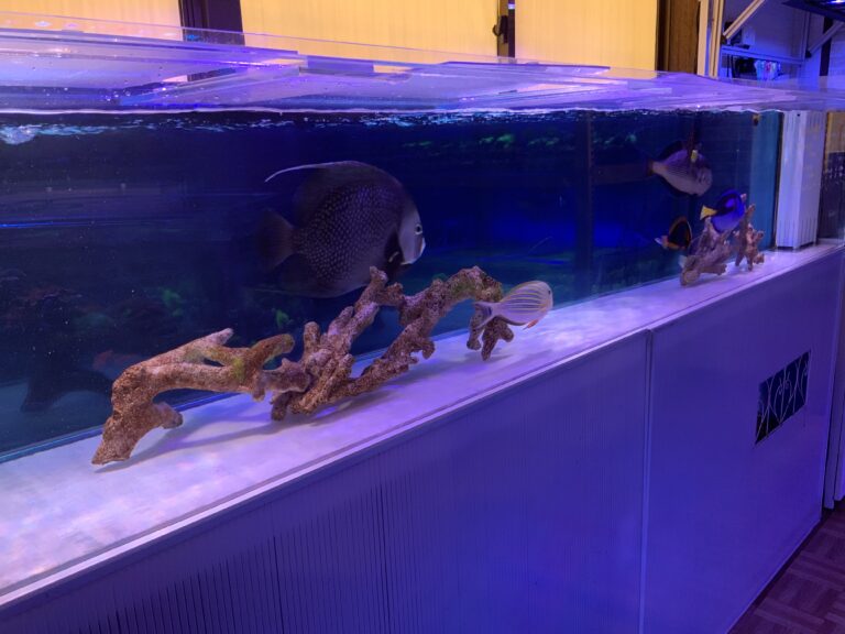 AQUABASE ‣ -横浜にあるサンゴ専門店-